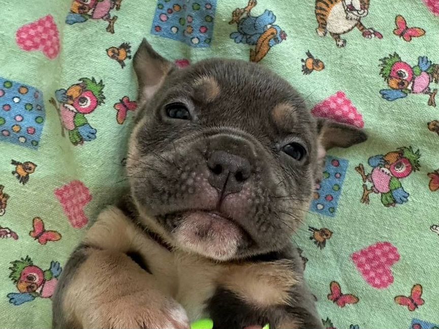 Американский булли покет