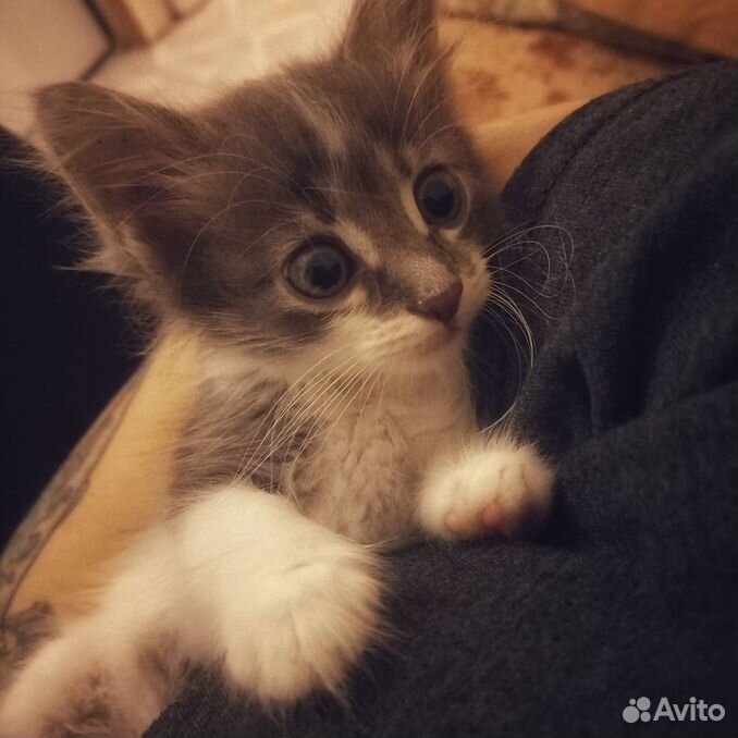 Девочка Буся срочно ищет дом