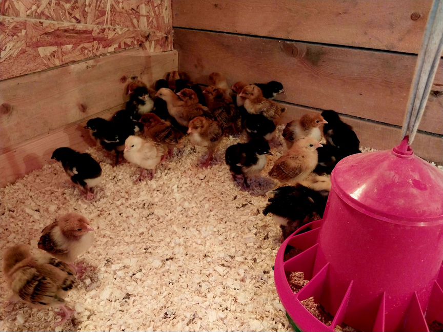 Циплята Маран Ч.М. и Кучинская Юбилейная