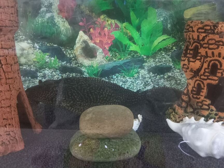 Аквариумные сомы