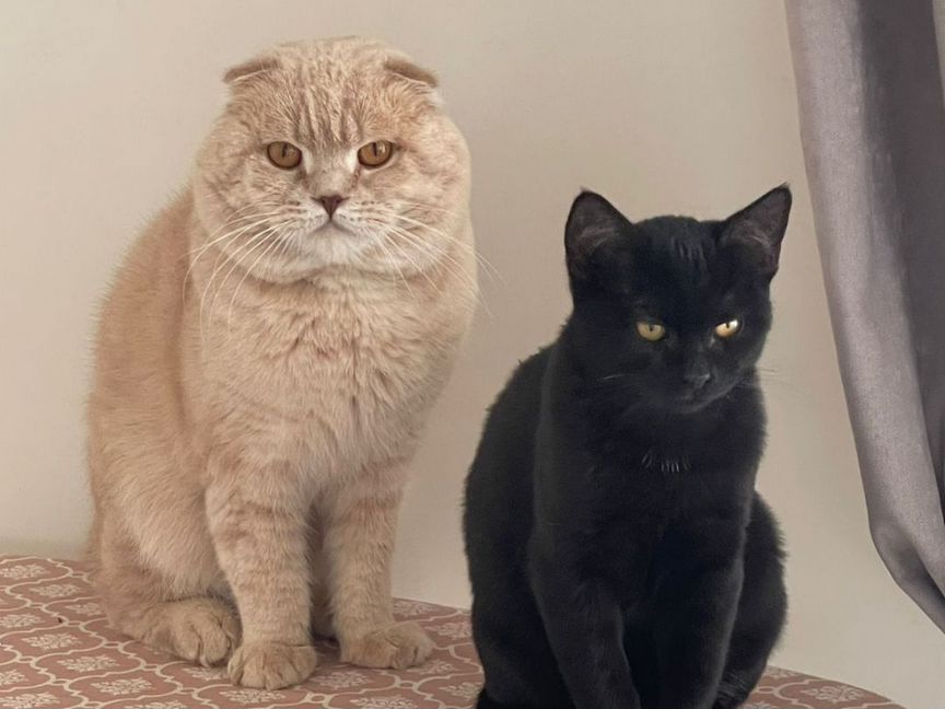 Кошка породистая в дар (черная)