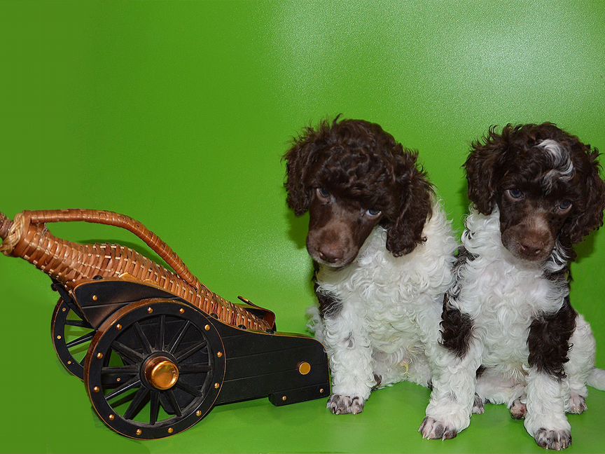 Щенки арлекины