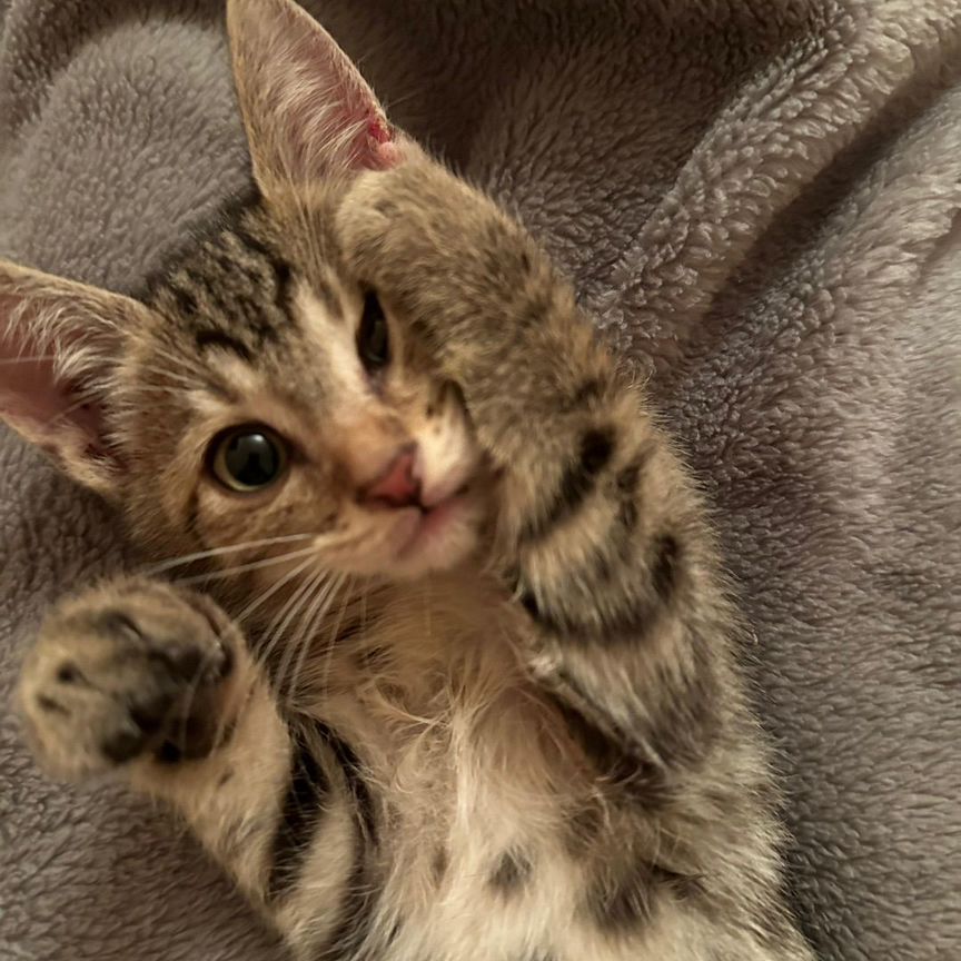 Котята бесплатно