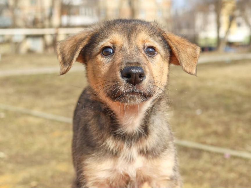 Шлёпа - щенок в добрые руки