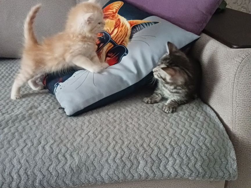 Котята в добрые руки бесплатно