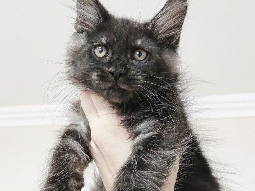 Мейн-кун мальчик