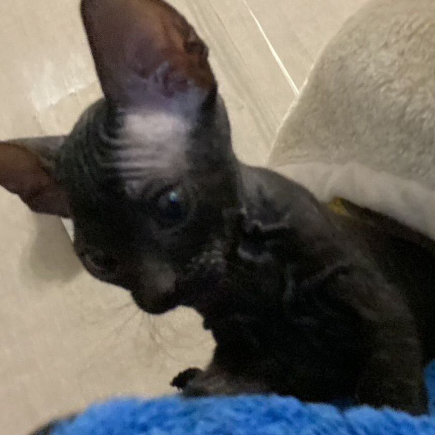 Котята донского сфинкса