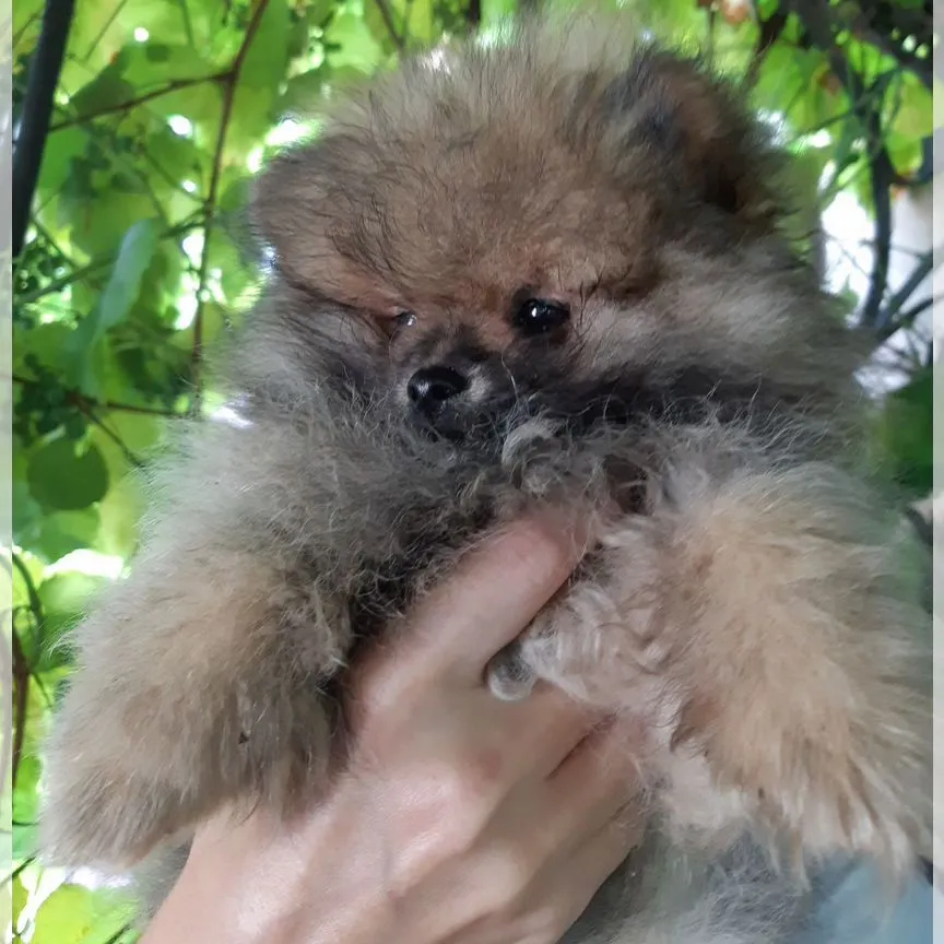 Померанский шпиц