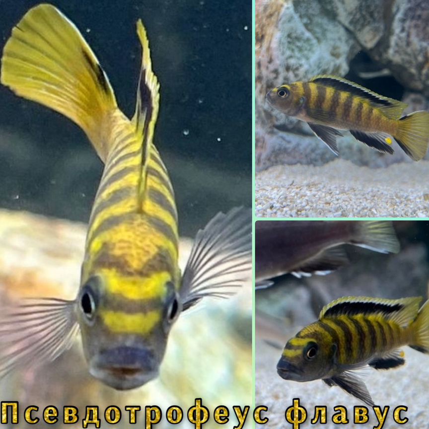 Малавийские цихлиды