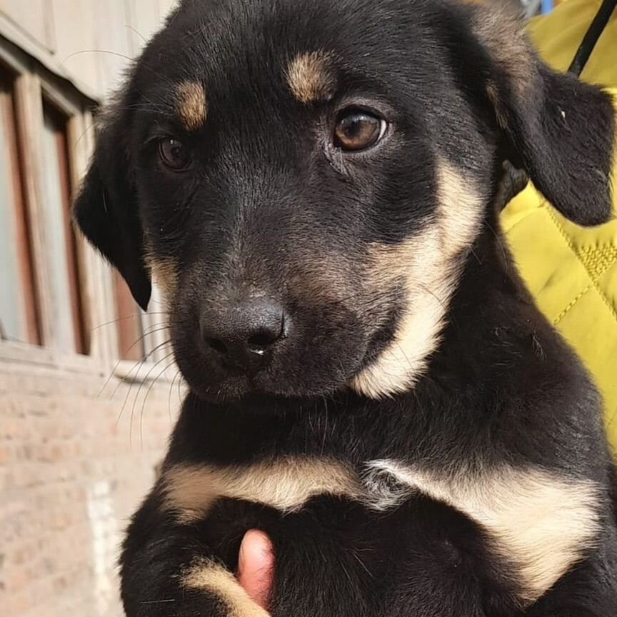 Красотка Афина