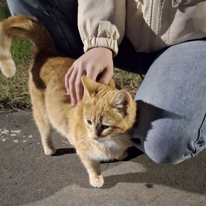 Домашние животные кошки