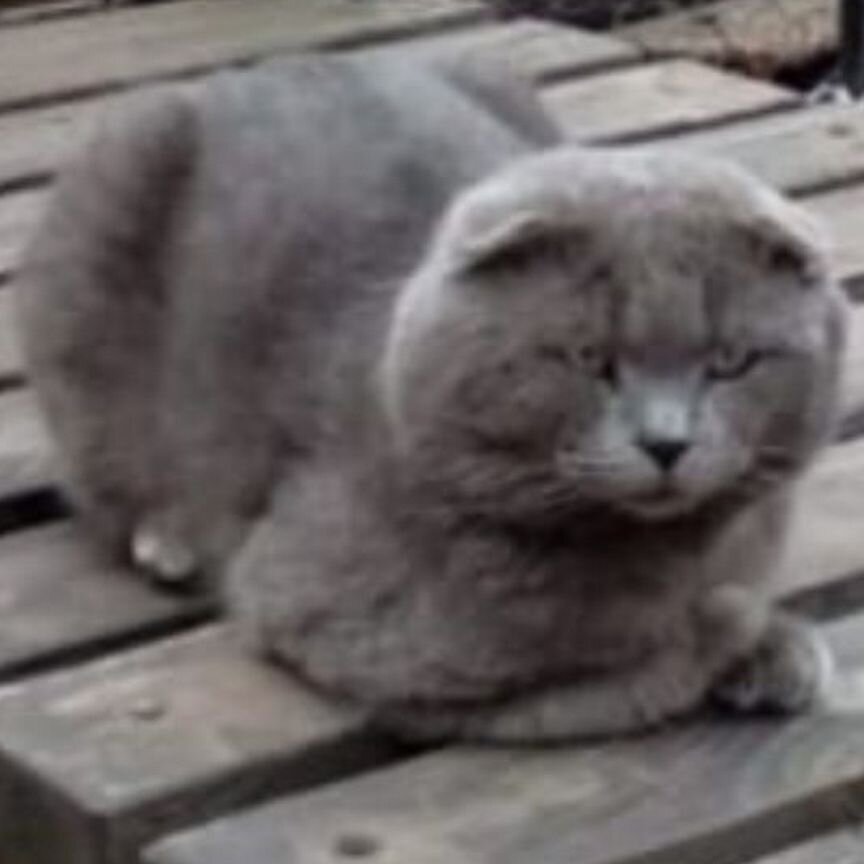 Нужен дом прекрасному коту