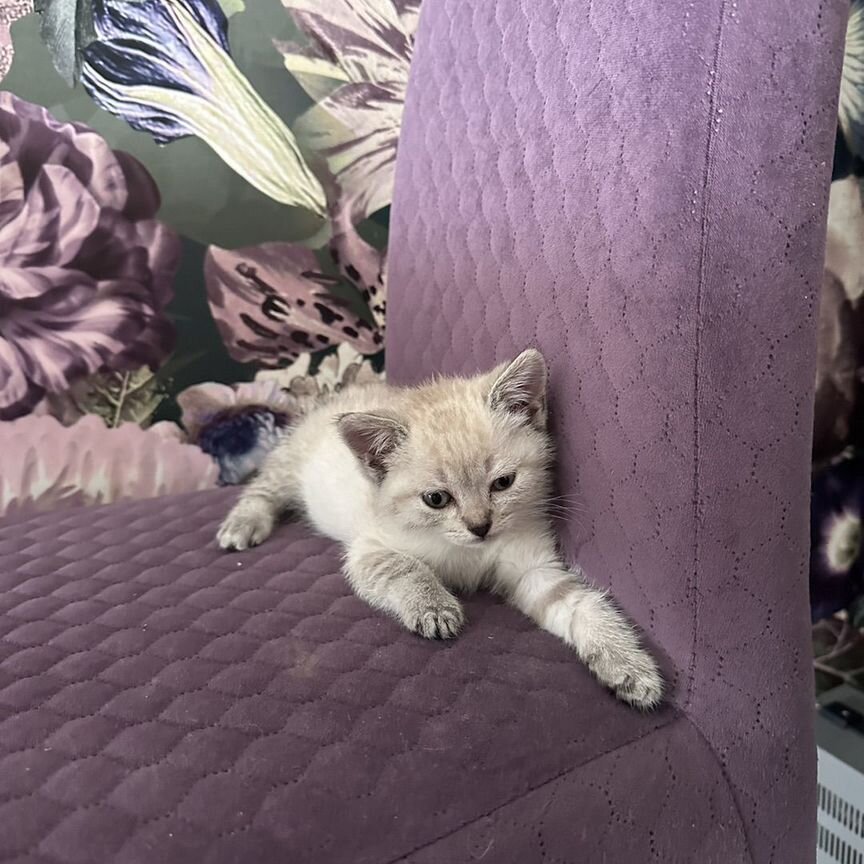 Красивые котята