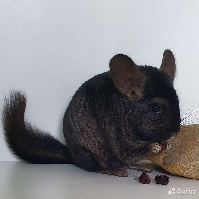 Шиншилленок эбони темный мальчик 3 мес