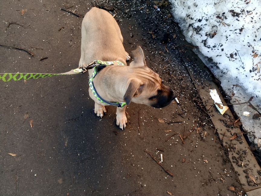 Стаффорд щенок 3.5мес