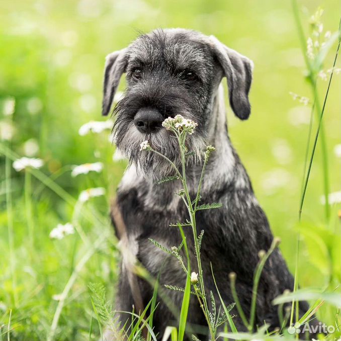 Миттельшнауцер