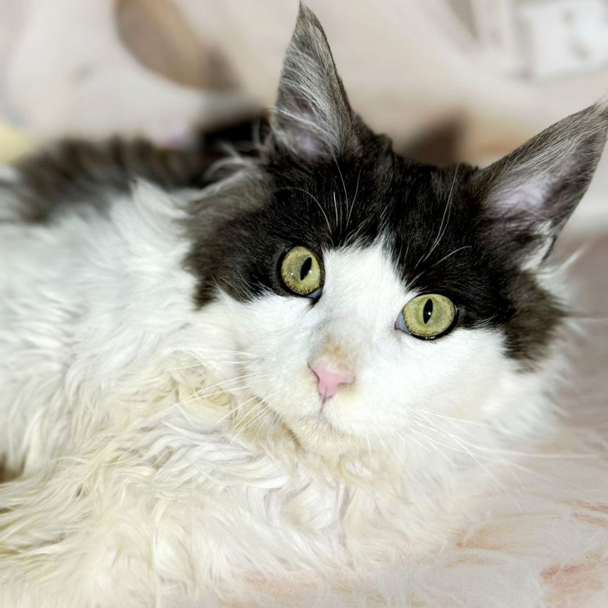 Ещё совсем котёнок