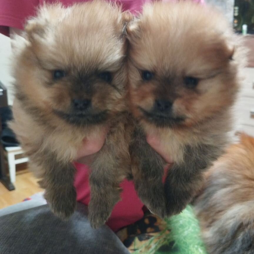 Померанский шпиц, щенок