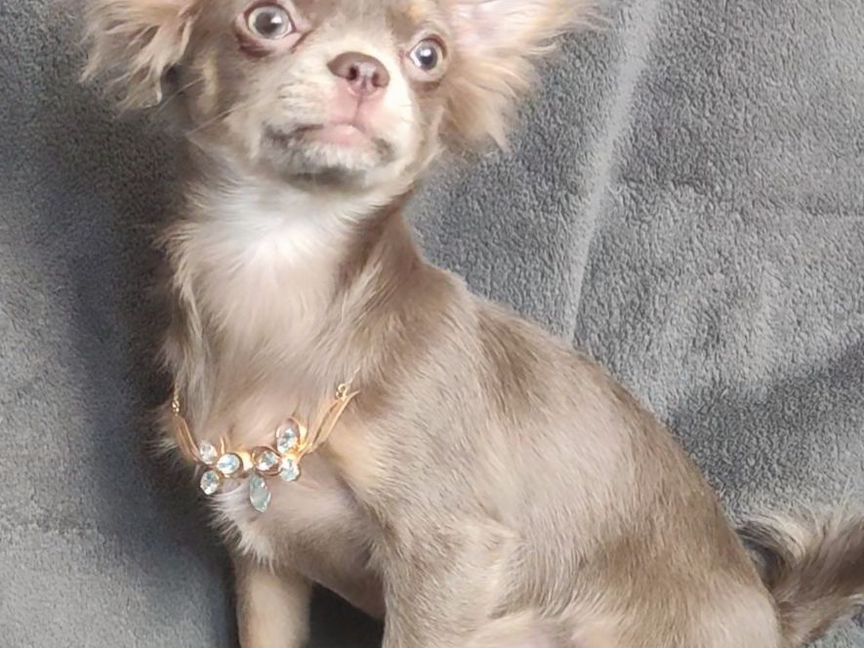 Мальчик РКФ