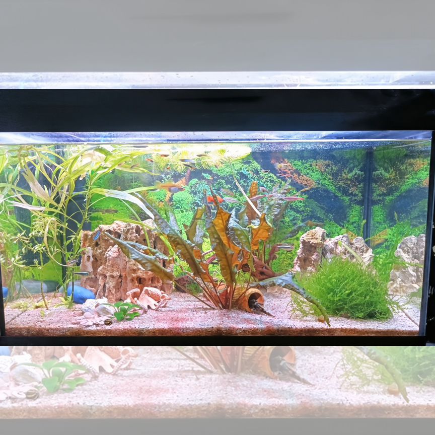 Аквариум 110 литров (всё включено)