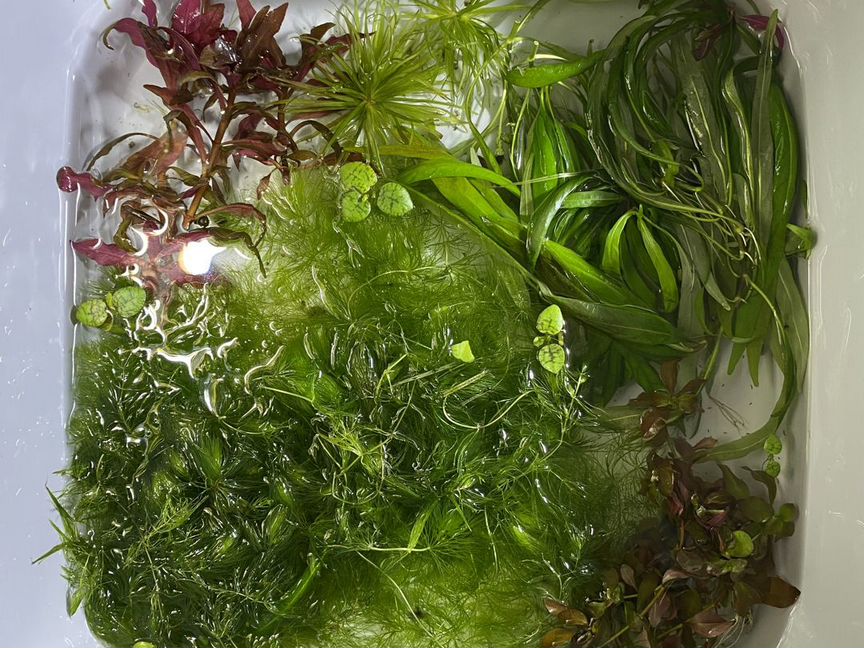 Аквариумная прополка