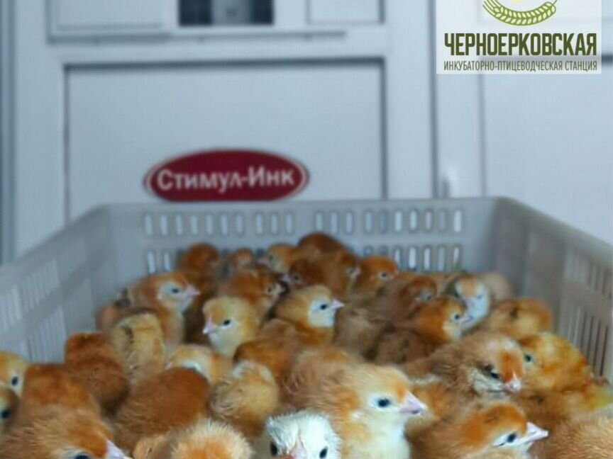 Суточные цыплята цветного бройлера