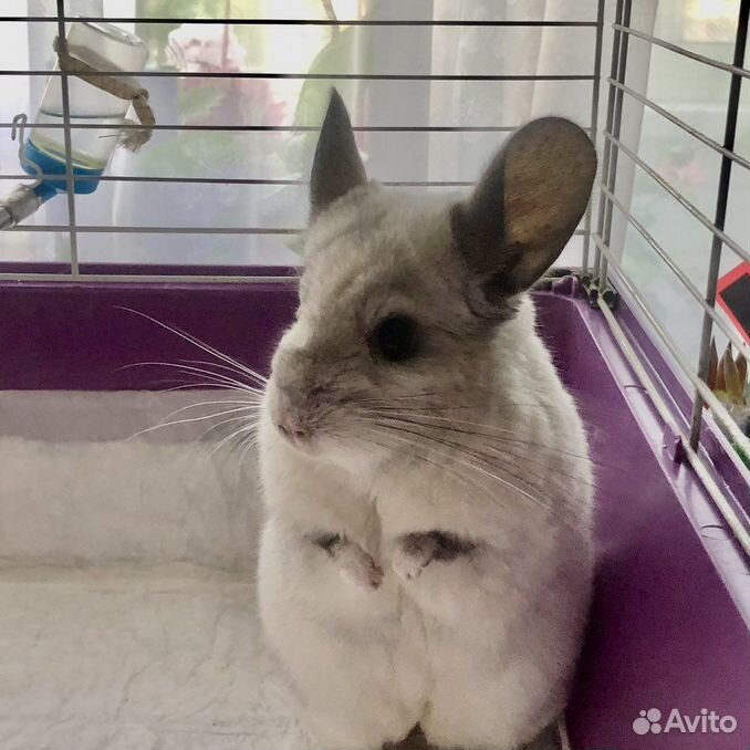 Шиншилла Белый Вильсон