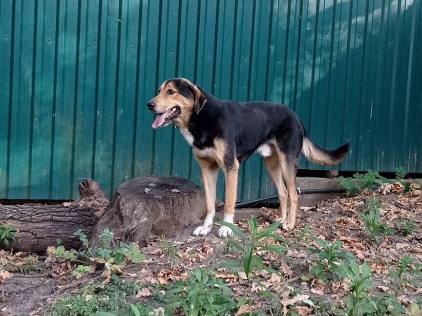 Продажа охотничьих собак