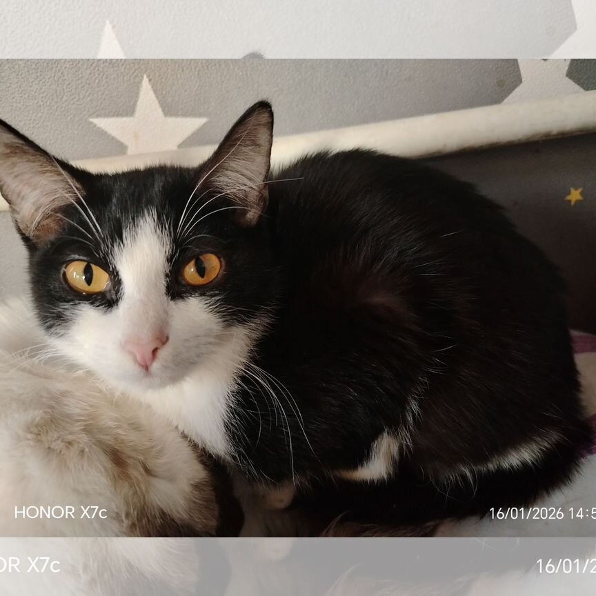 Взрослый кот в добрые руки