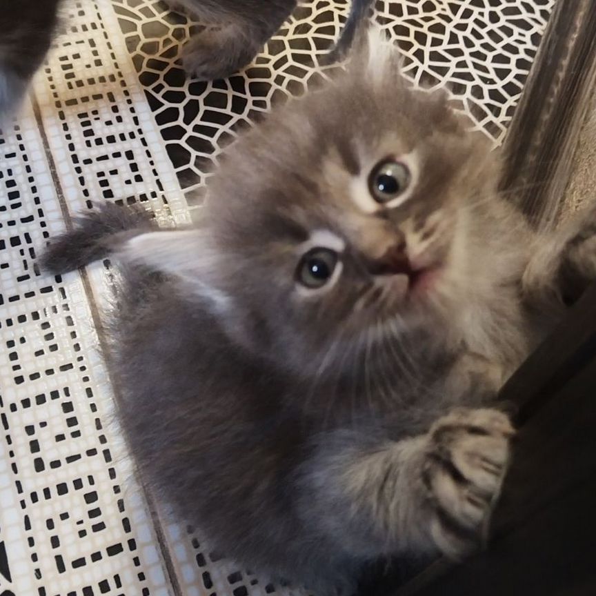 Котята в добрые руки бесплатно
