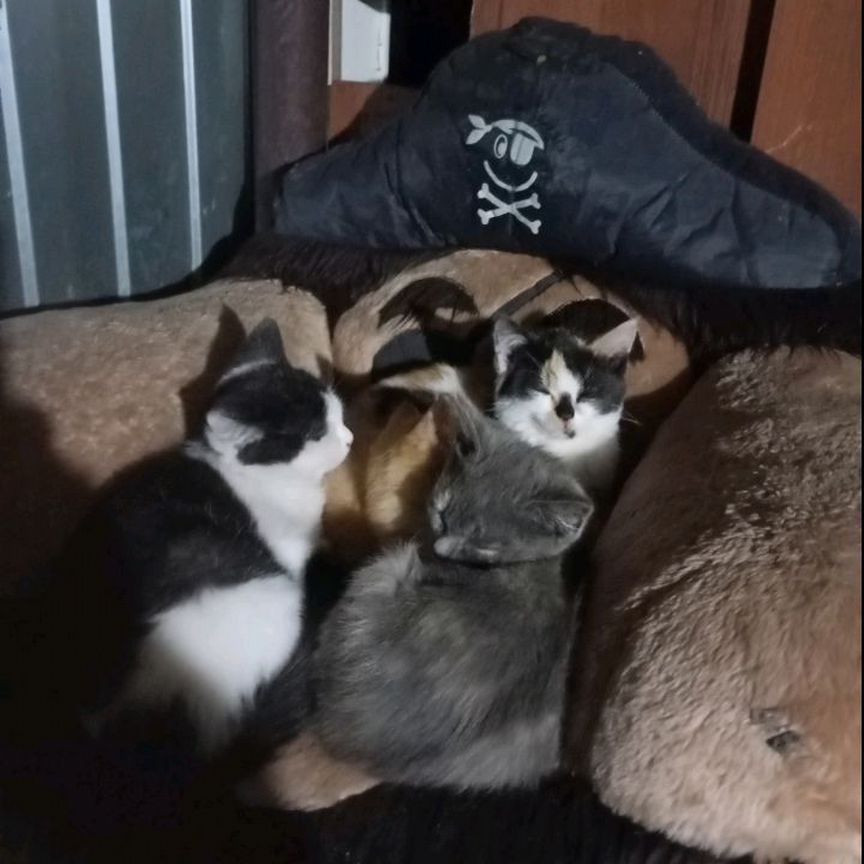 Очень милые котята, ищут домик себе