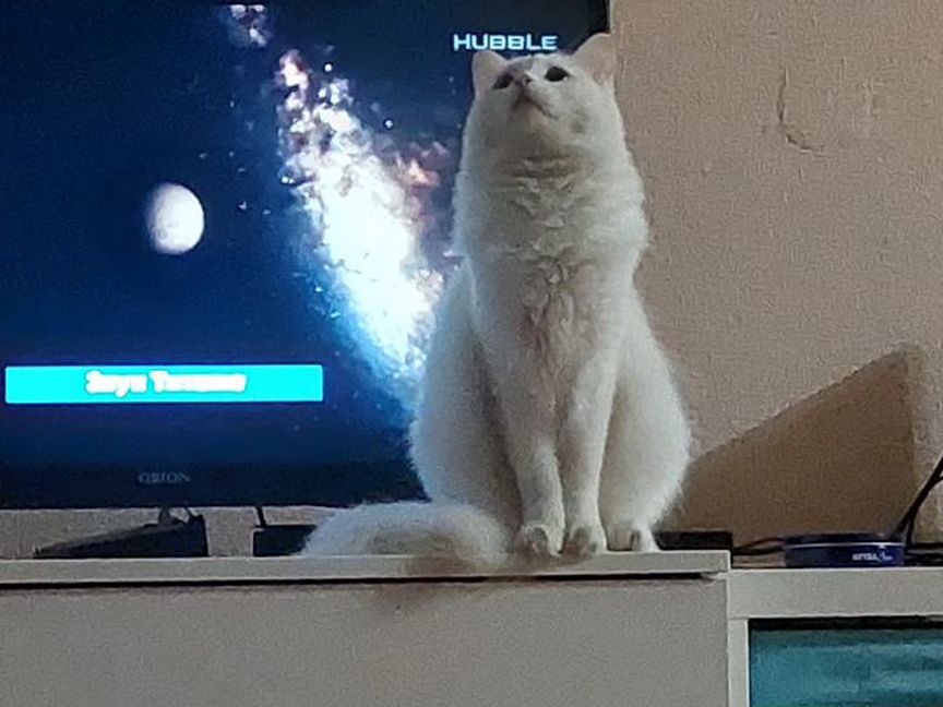 Кошка турецкая ангора