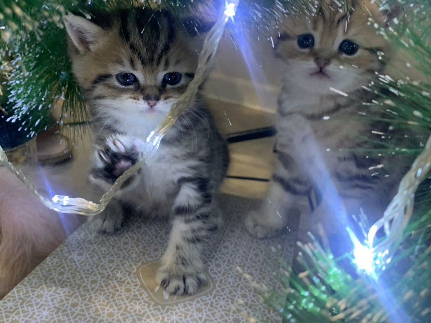 Британские котята