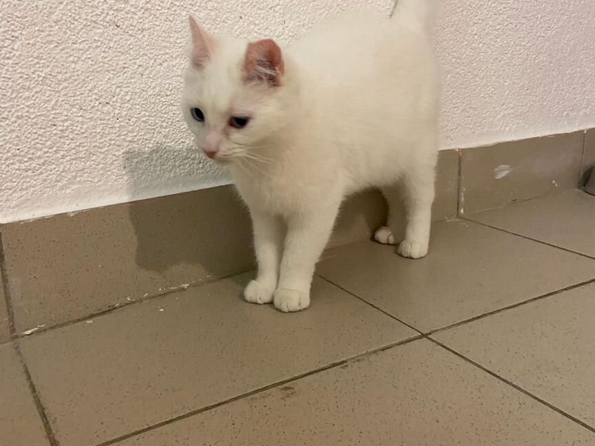 Кошка ищет дом