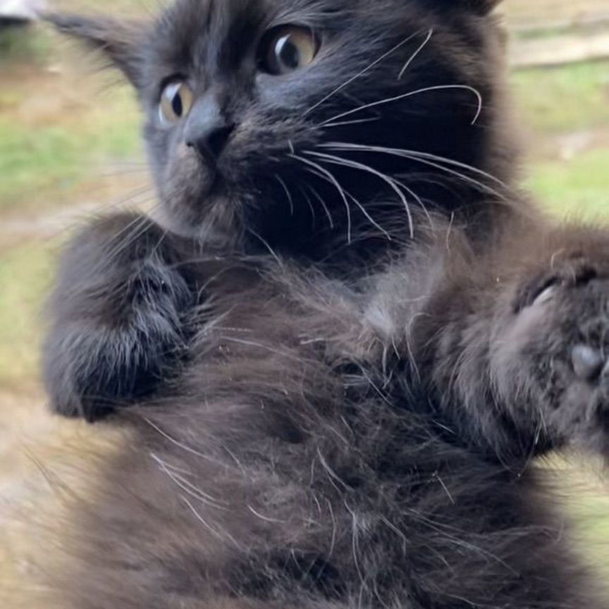 Котята