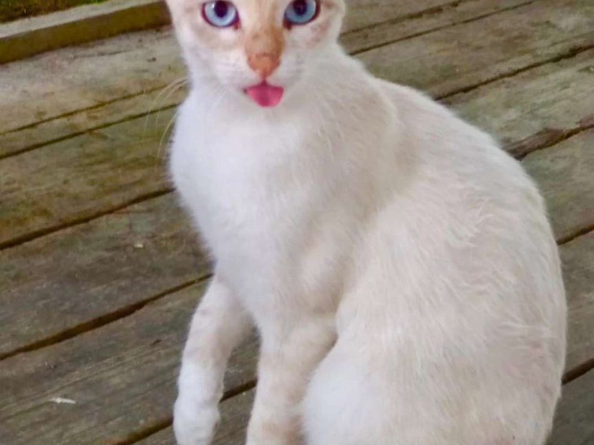 Кошка