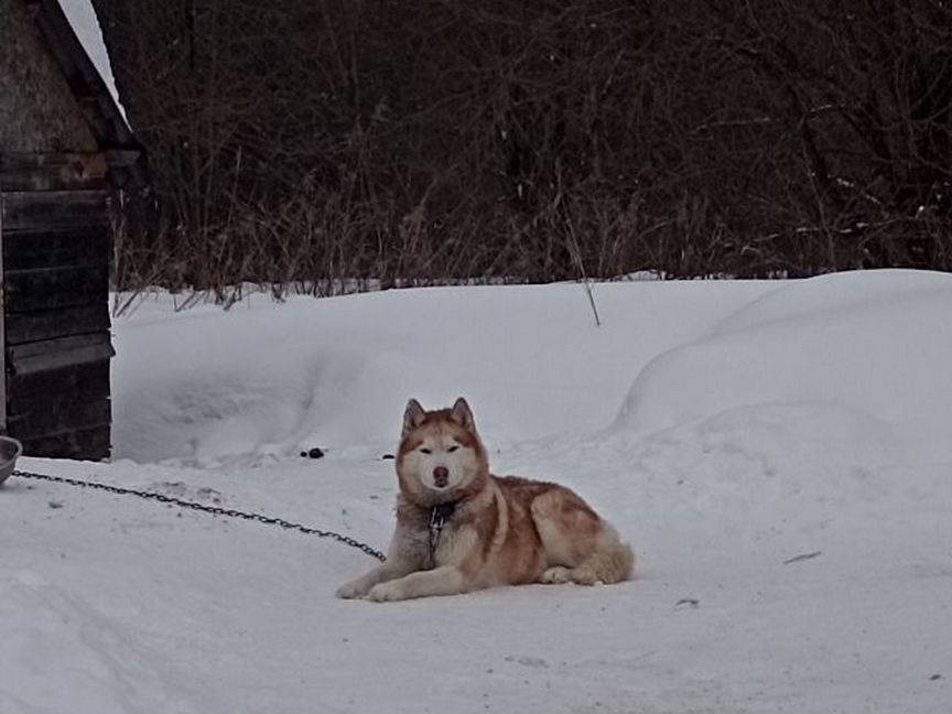 Собака в добрые руки отдам бесплатно