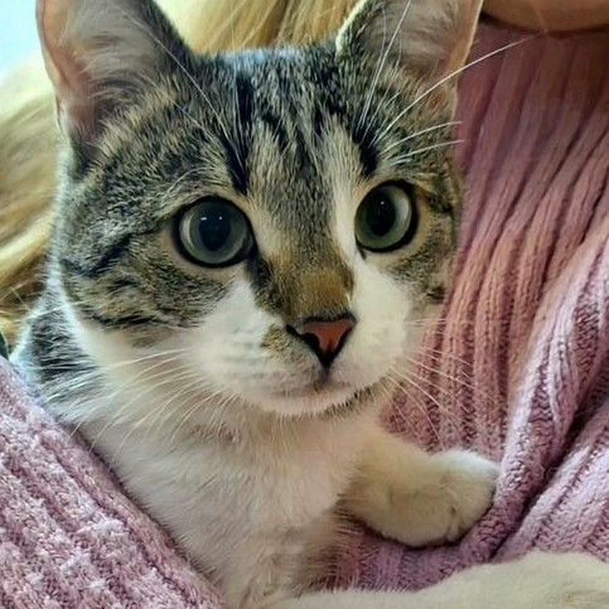 Котёнок Милка,9 мес. В добрые руки