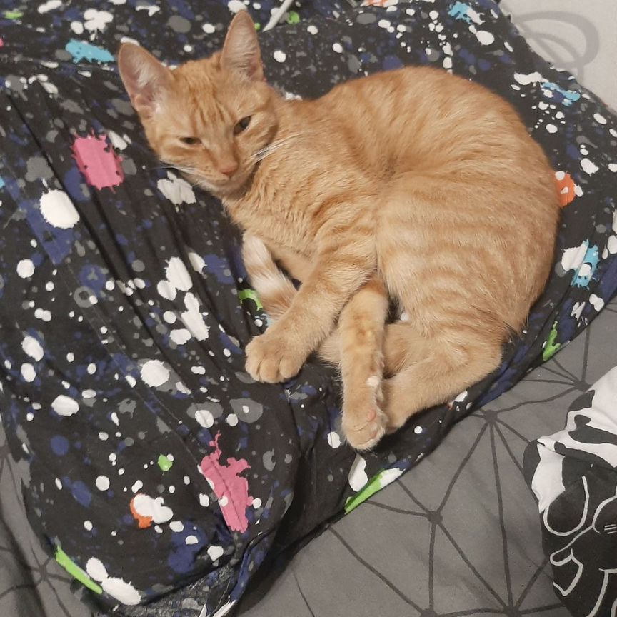 Отдам в добрые руки кошку