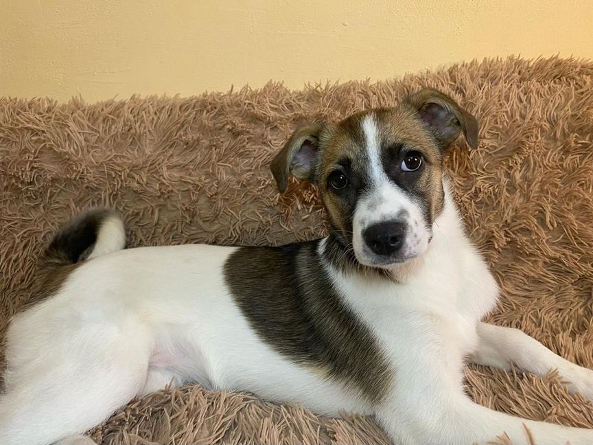 Милая Линда в поисках дома