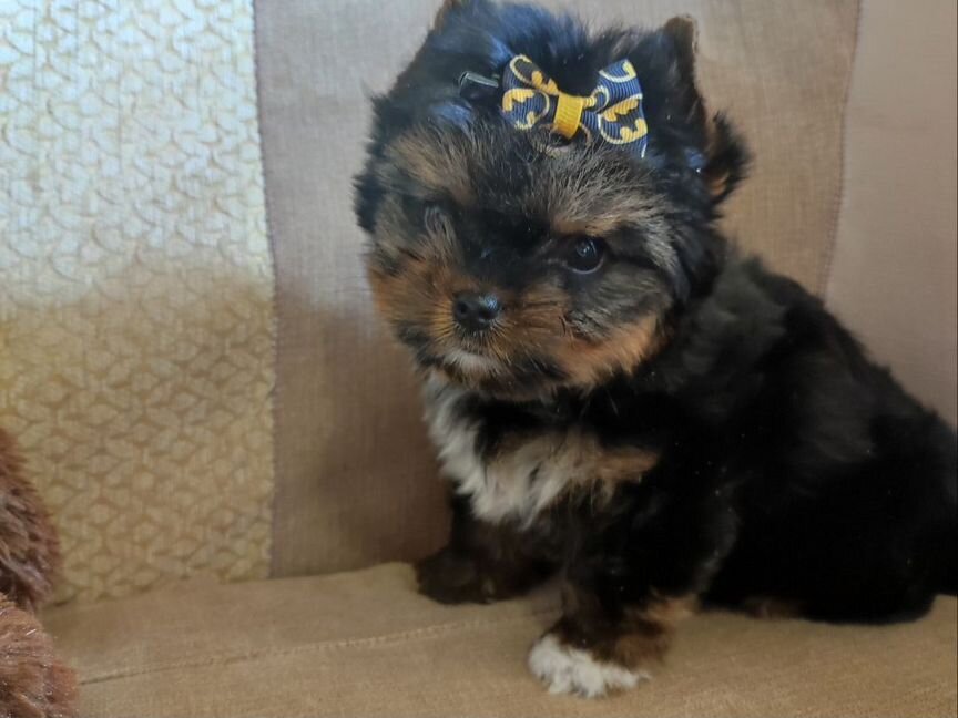 Чёрно-подпалые малыши