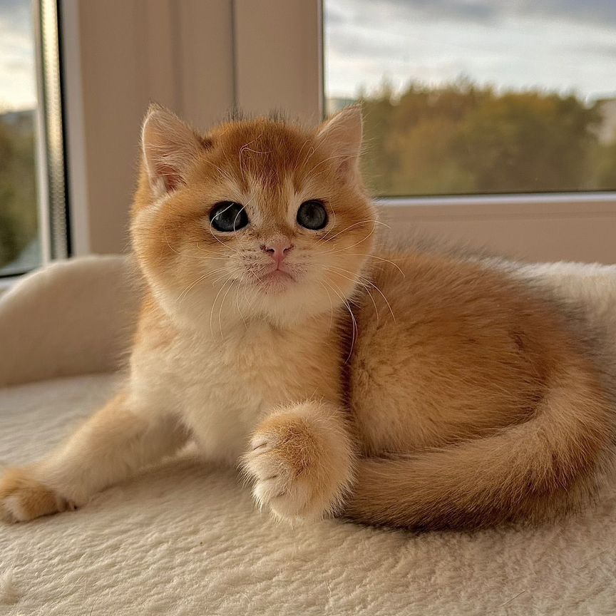 Котята золотая шиншилла