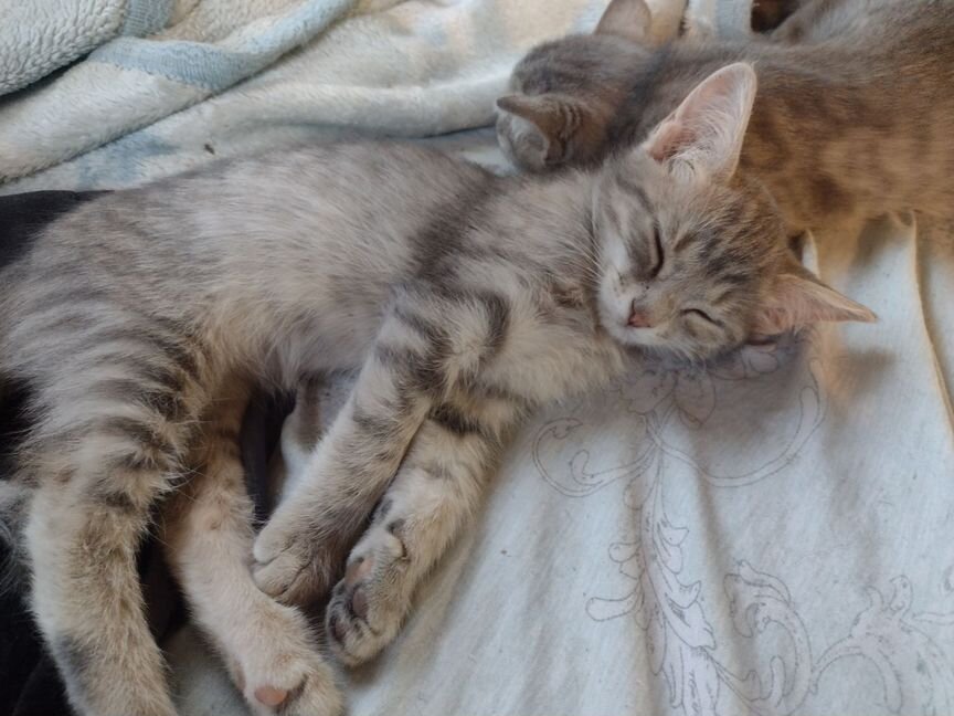 Котята в добрые руки