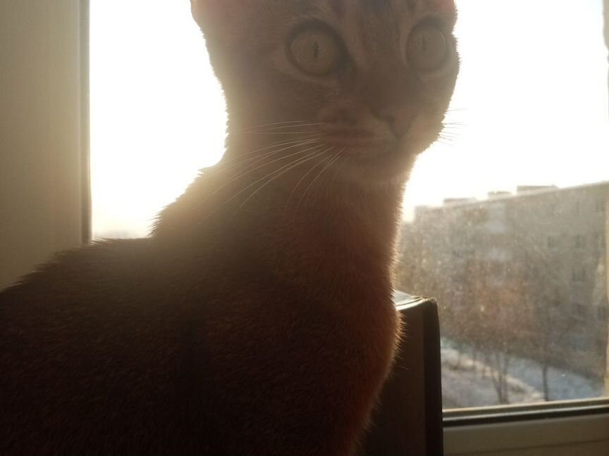 Ищем жениха для кошки -абесинки