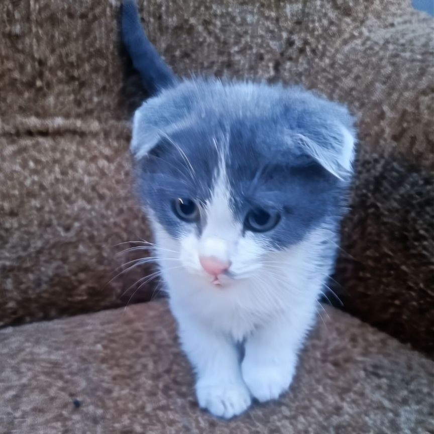 Британский короткошёрстный котёнок