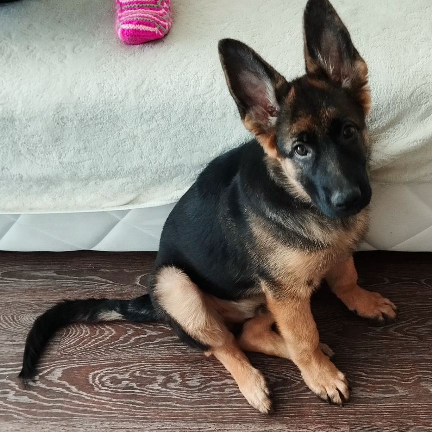 Немецкая овчарка, щенок