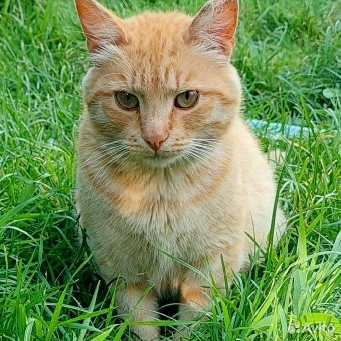 Кот рыжий супер добрый и ласковый хороший