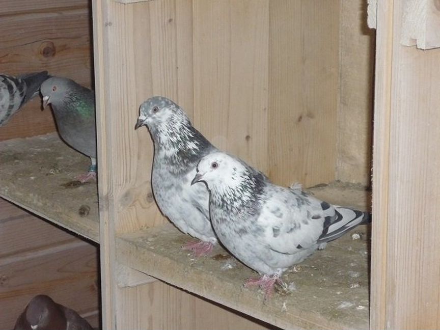 Английские типлеры