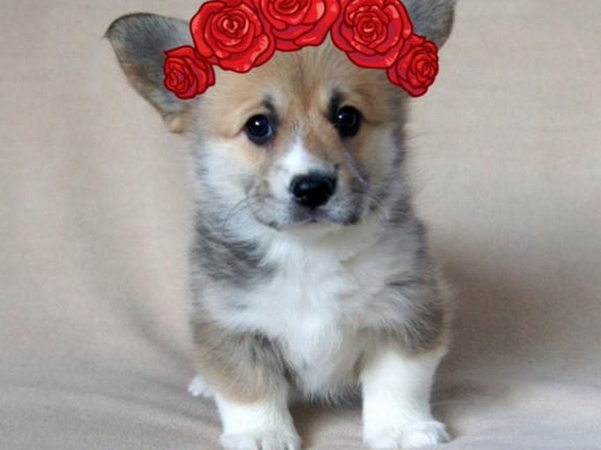 Вельш-корги пемброк