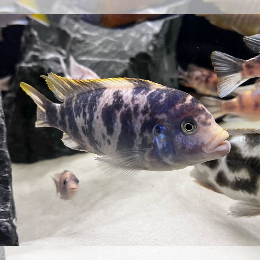 Аквариумные рыбки